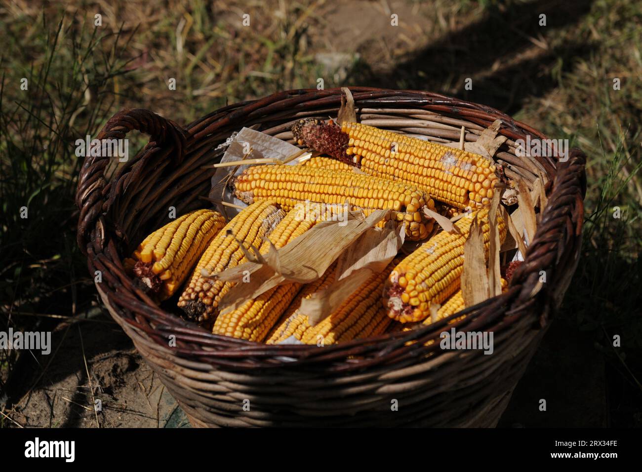 Basket full harvest organic hi-res stock photography and images - Alamy