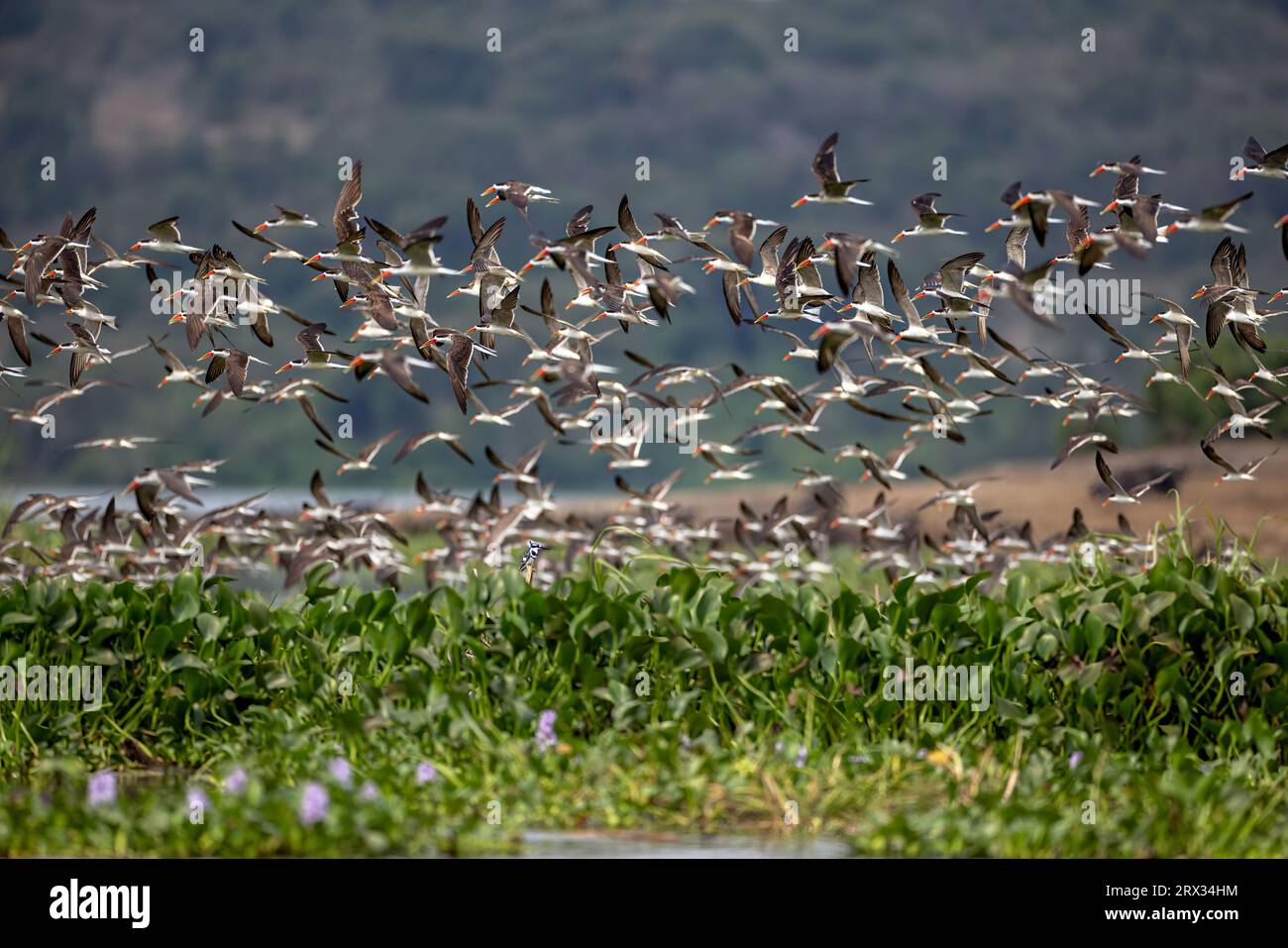 African Skimmers flying at Kazinga Channel Stock Photo - Alamy