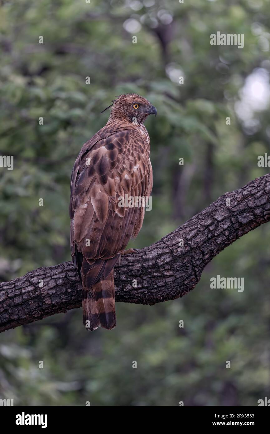 Juvenile changeable hawk eagle hi-res stock photography and images - Alamy
