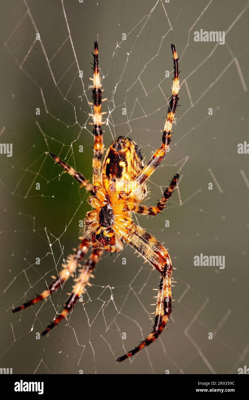 Spider web with negative space hi-res stock photography and images - Alamy