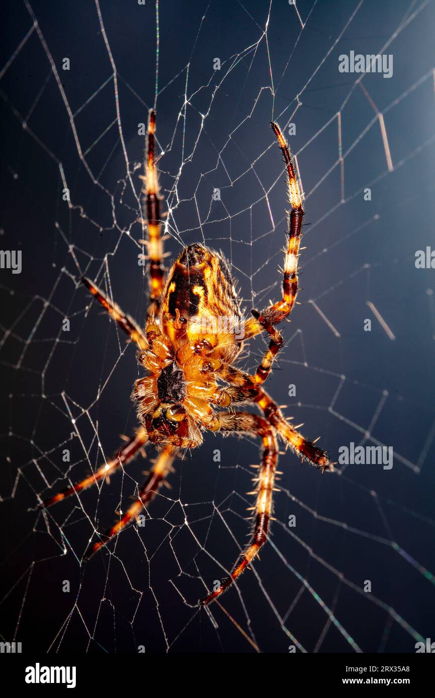 Dynamic close up wildlife portrait of a garden spider in its web with ...
