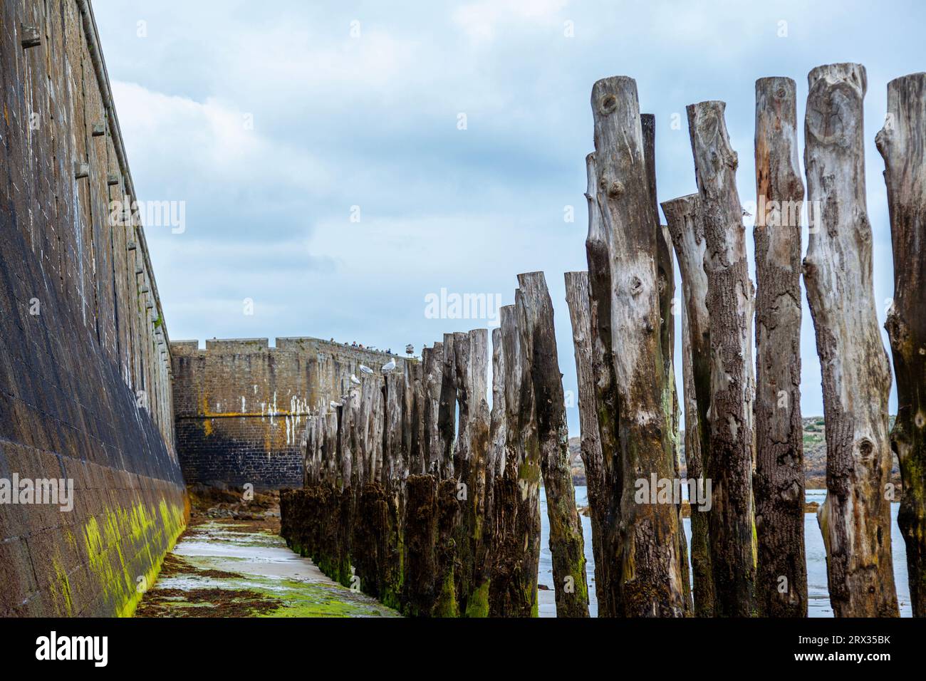 breakwater line of wooden logs on the beach in front of the walls of ...
