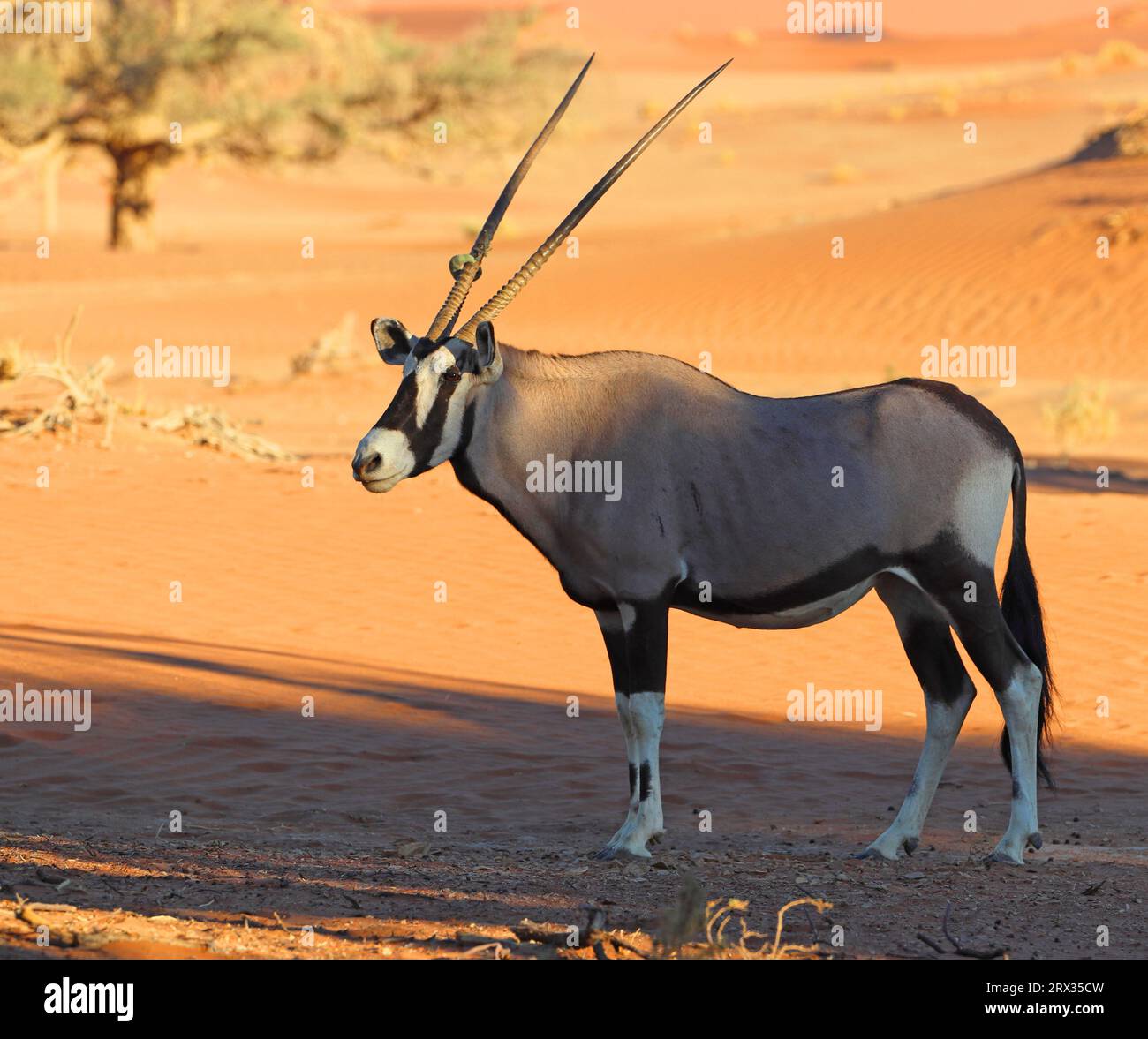 Oryx namibia sossusvlei hi-res stock photography and images - Alamy
