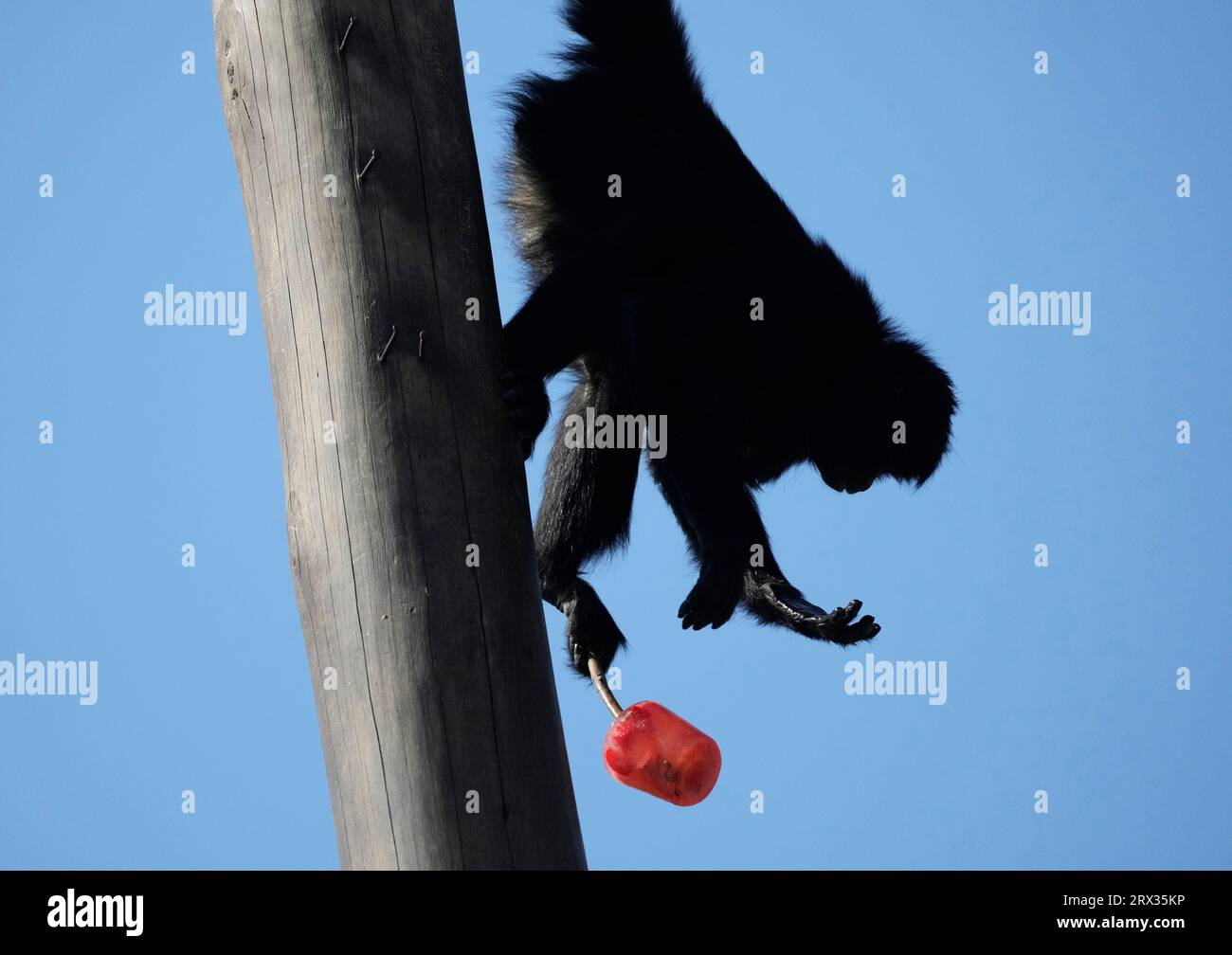 A spider monkey carries frozen fruit as icy snacks are handed out to ...