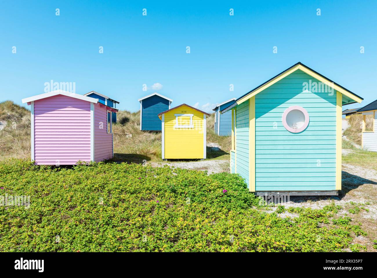 Colourful, windswept wooden bathing huts in the sand dunes on the beach ...