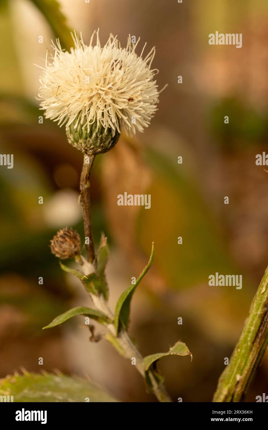 Natural close up flowering plant portrait of Klasea Bulgarica, insoft ...