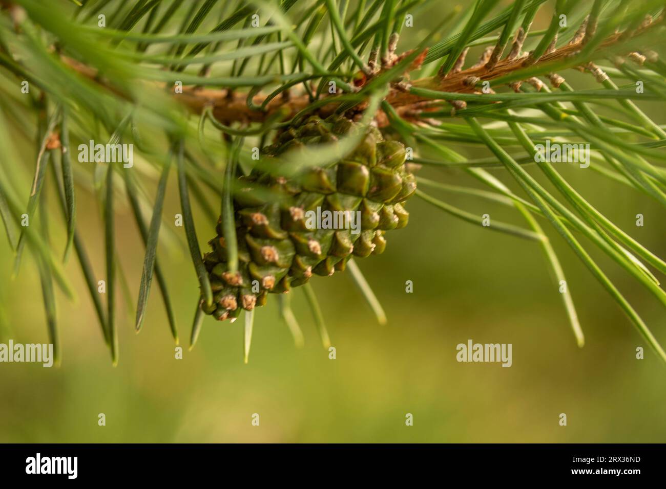 Natural close up still life image of single pine cone on a branch Stock ...