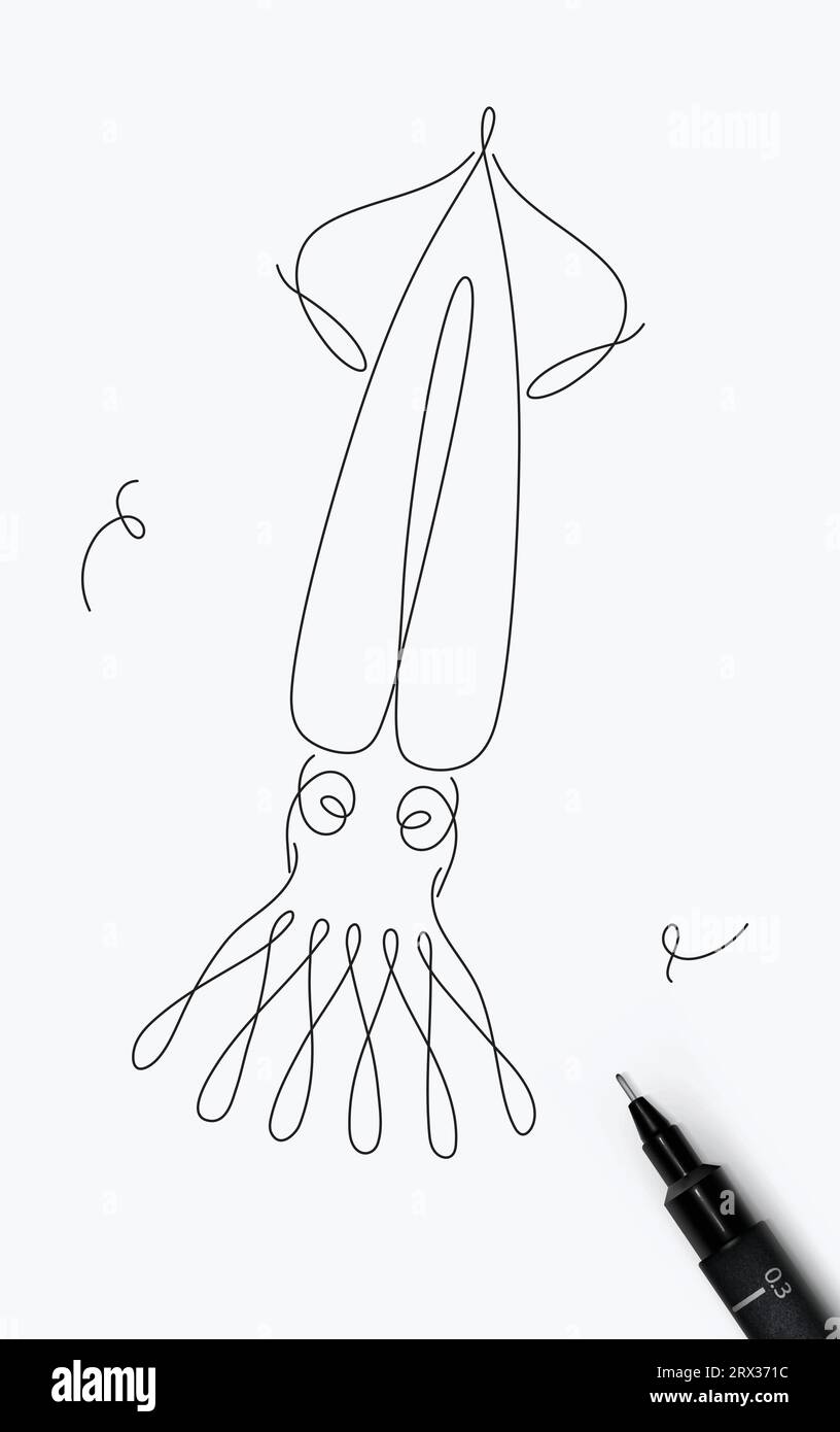 Squid sea creature drawing in pen line style on white background Stock ...