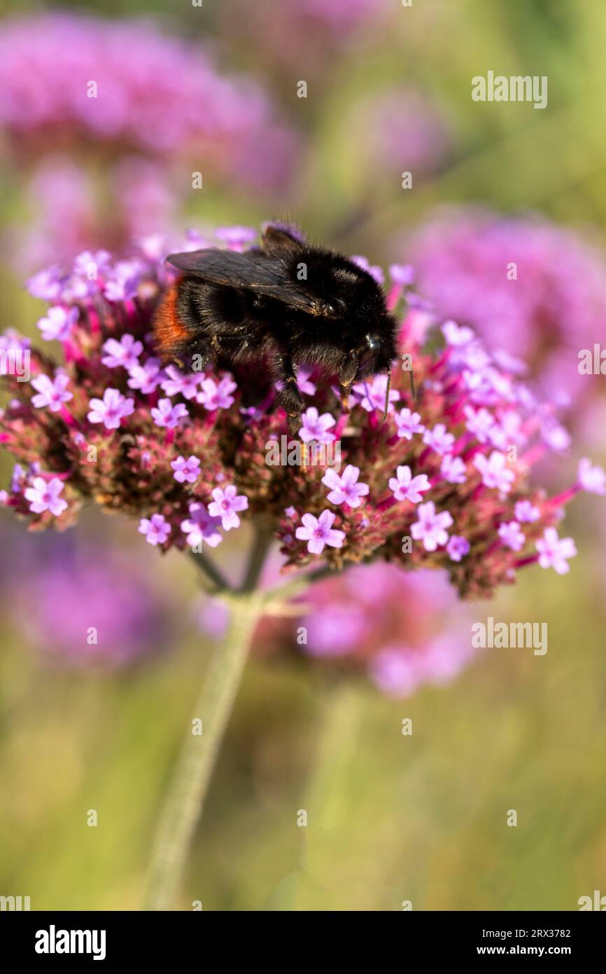 Industrious Bee foraging on Verbena Bonariensis. Natural close up ...