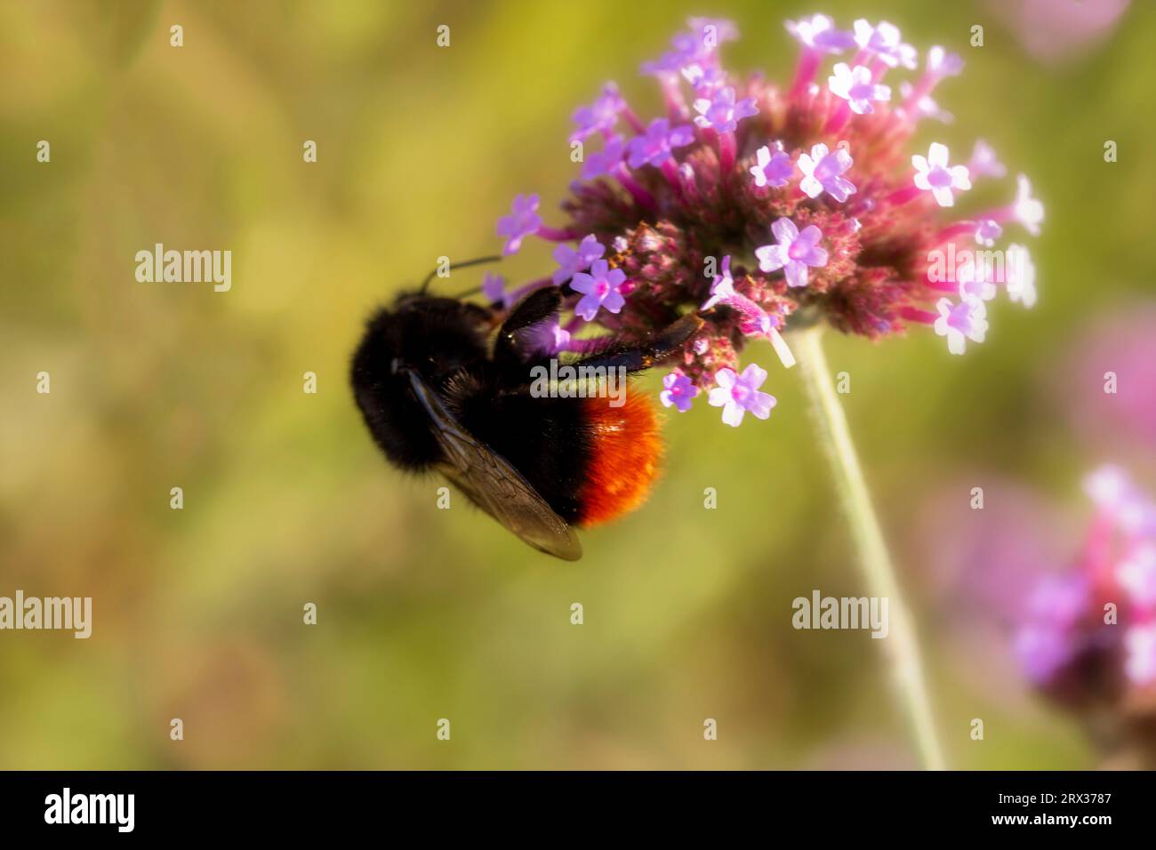 Industrious Bee foraging on Verbena Bonariensis. Natural close up ...