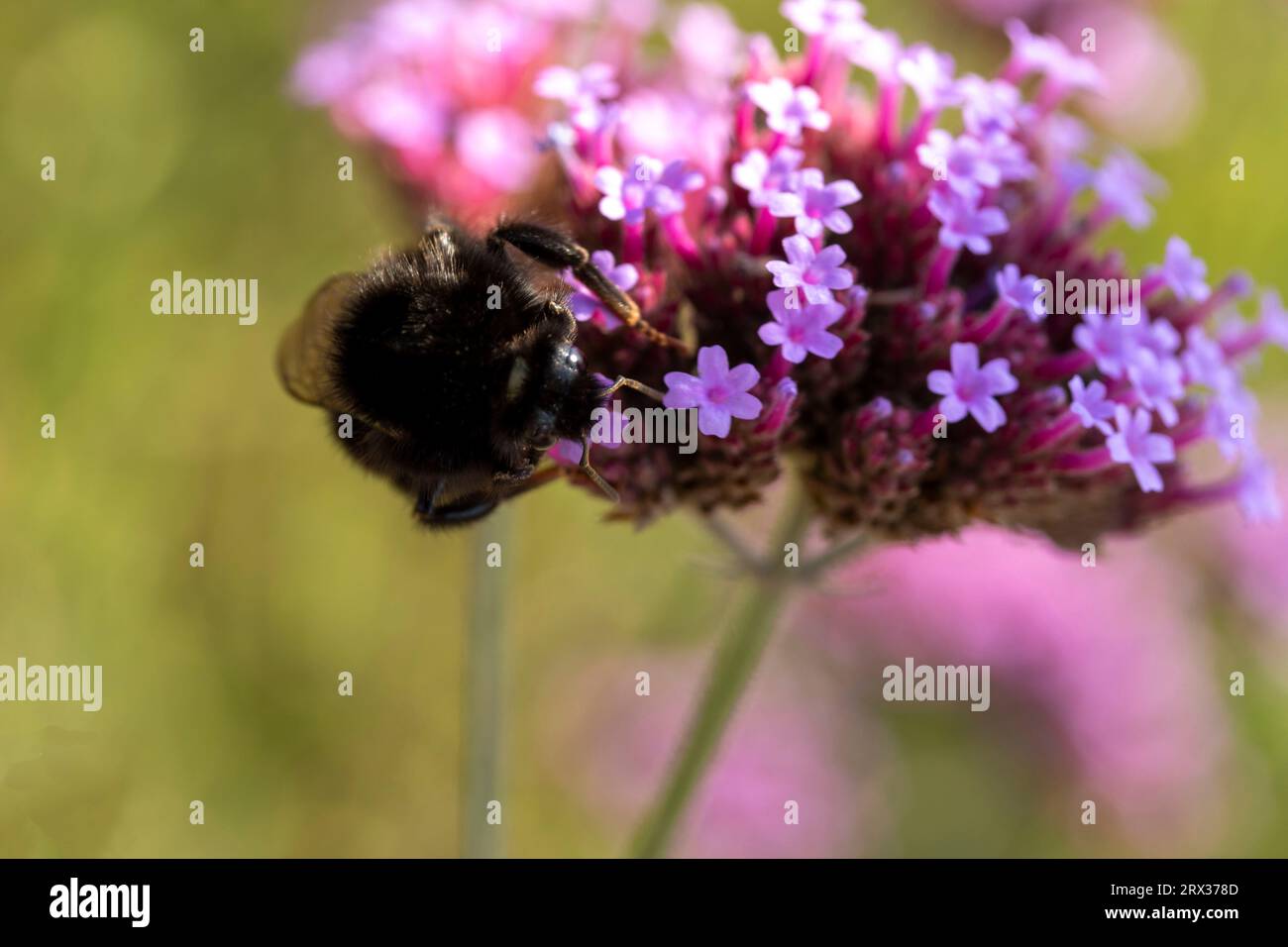 Industrious Bee foraging on Verbena Bonariensis. Natural close up ...