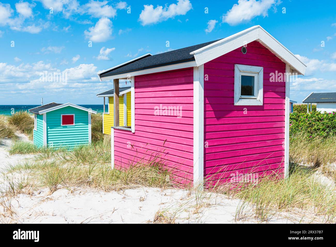 Colourful, windswept wooden bathing huts in the sand dunes on the beach ...