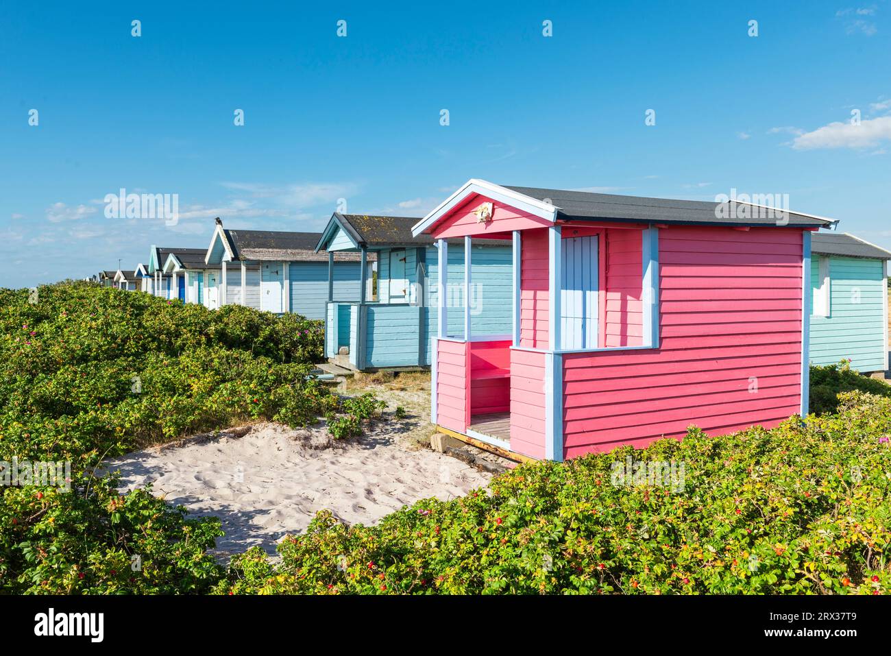 Colourful, windswept wooden bathing huts in the sand dunes on the beach ...