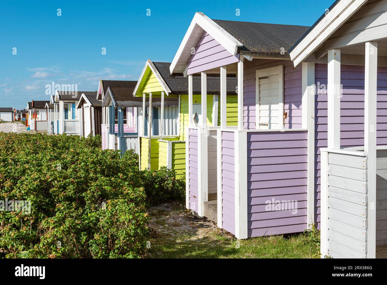 Colourful, windswept wooden bathing huts in the sand dunes on the beach ...