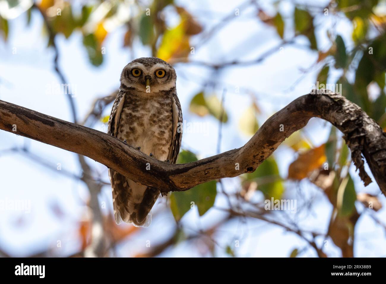 Spotted Owlet (Athene brama), Bandhavgarh National Park, Madhya Pradesh ...