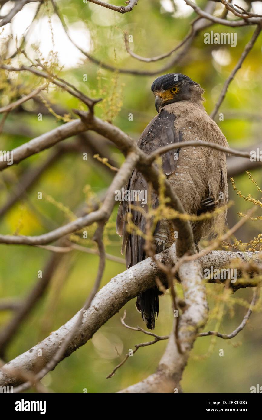 Crested Serpent-Eagle (Spilornis cheela), Bandhavgarh National Park ...