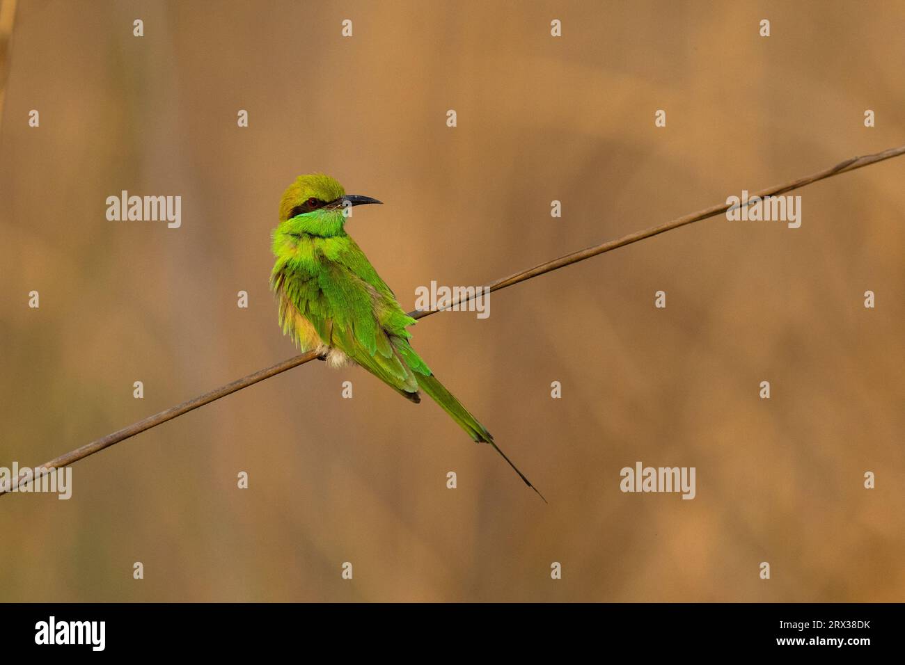 Green Bee-Eater (Merops orientalis), Bandhavgarh National Park, Madhya ...