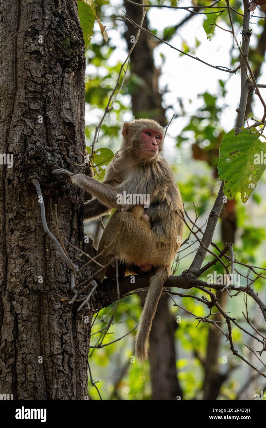 Rhesus macaque (Macaca mulatta), Bandhavgarh National Park, Madhya Pradesh, India, Asia Stock ...