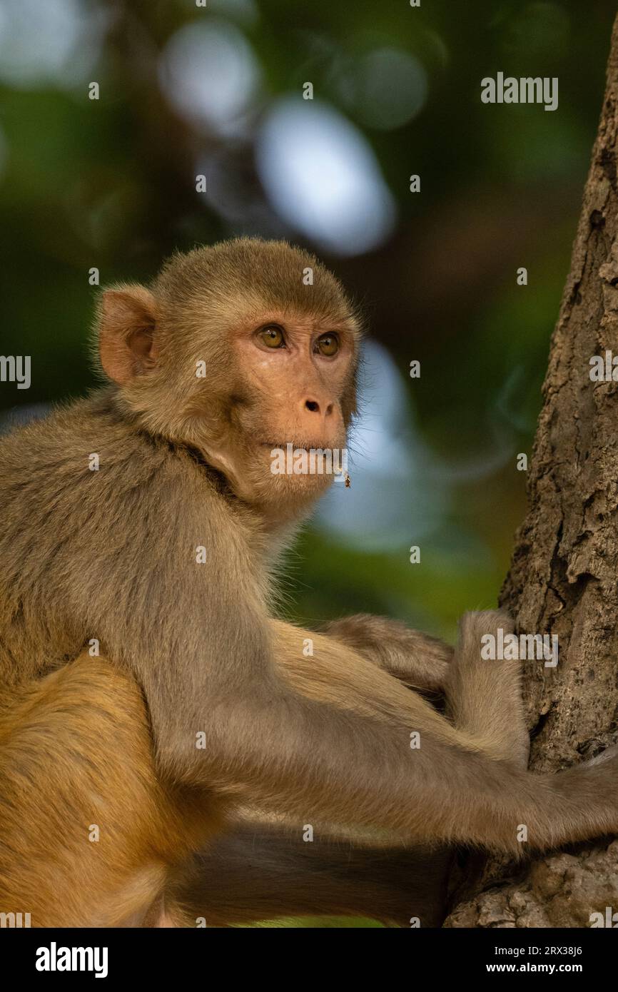 Rhesus macaque (Macaca mulatta), Bandhavgarh National Park, Madhya Pradesh, India, Asia Stock ...