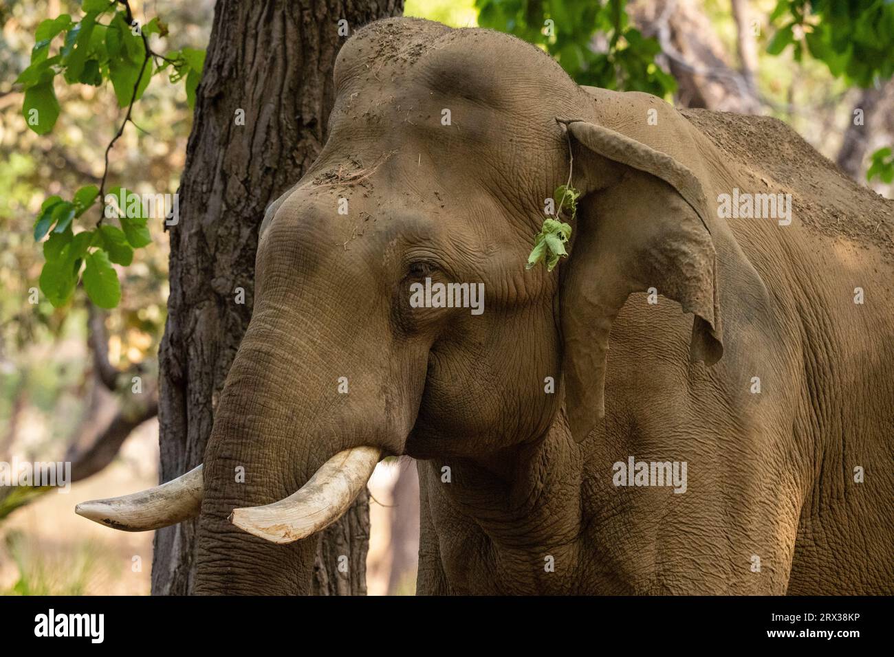 Indian Elephant (Elephas maximus), Bandhavgarh National Park, Madhya ...