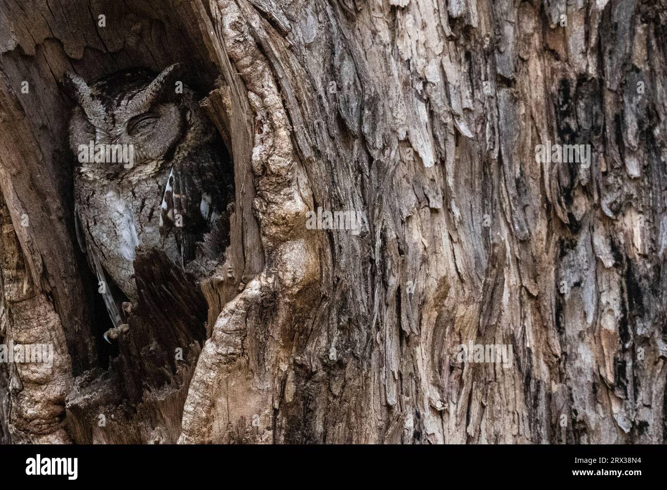 Indian scops owl (Otus bakkamoena), Bandhavgarh National Park, Madhya ...