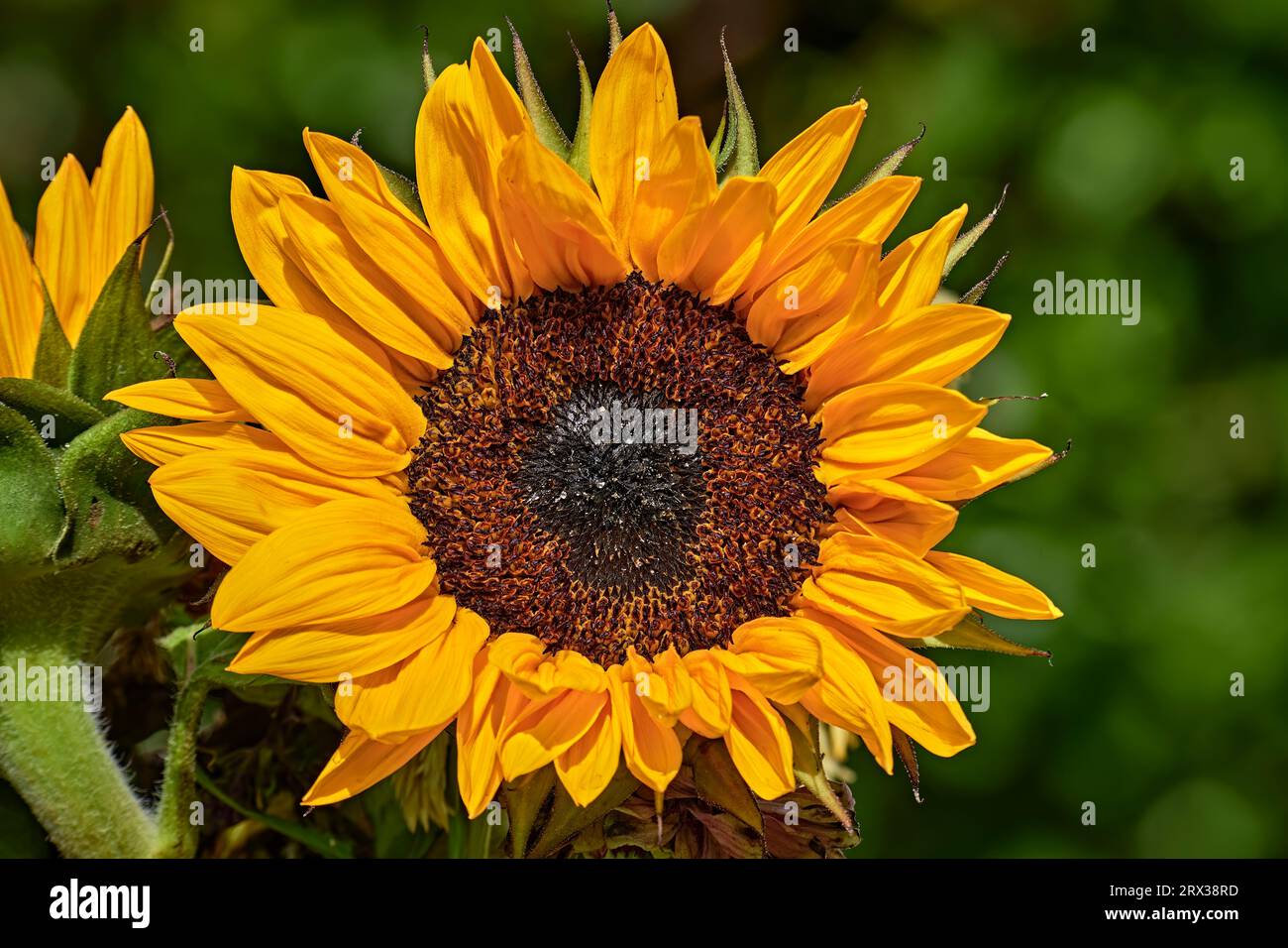 Extreme close up of sun hi-res stock photography and images - Alamy