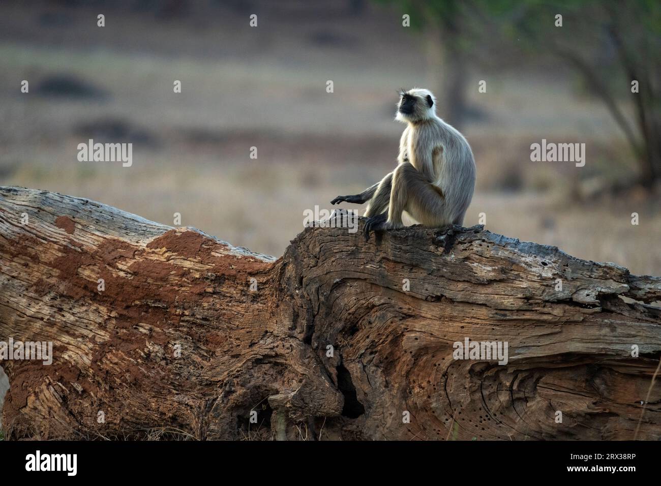 Common Langur (Semnopithecus Entellus), Bandhavgarh National Park ...