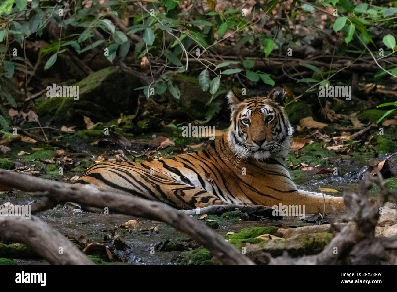 Bengal tiger (Panthera Tigris), Bandhavgarh National Park, Madhya ...