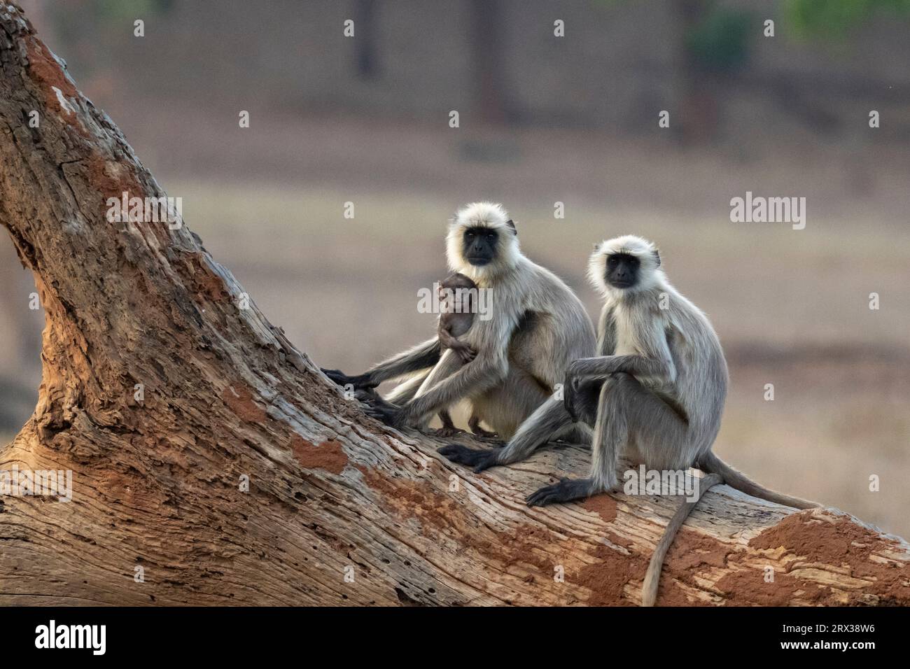 Common Langur (Semnopithecus Entellus), Bandhavgarh National Park ...