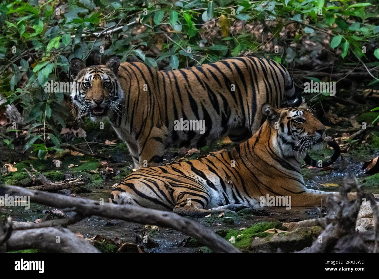 Bengal tiger (Panthera Tigris), Bandhavgarh National Park, Madhya ...