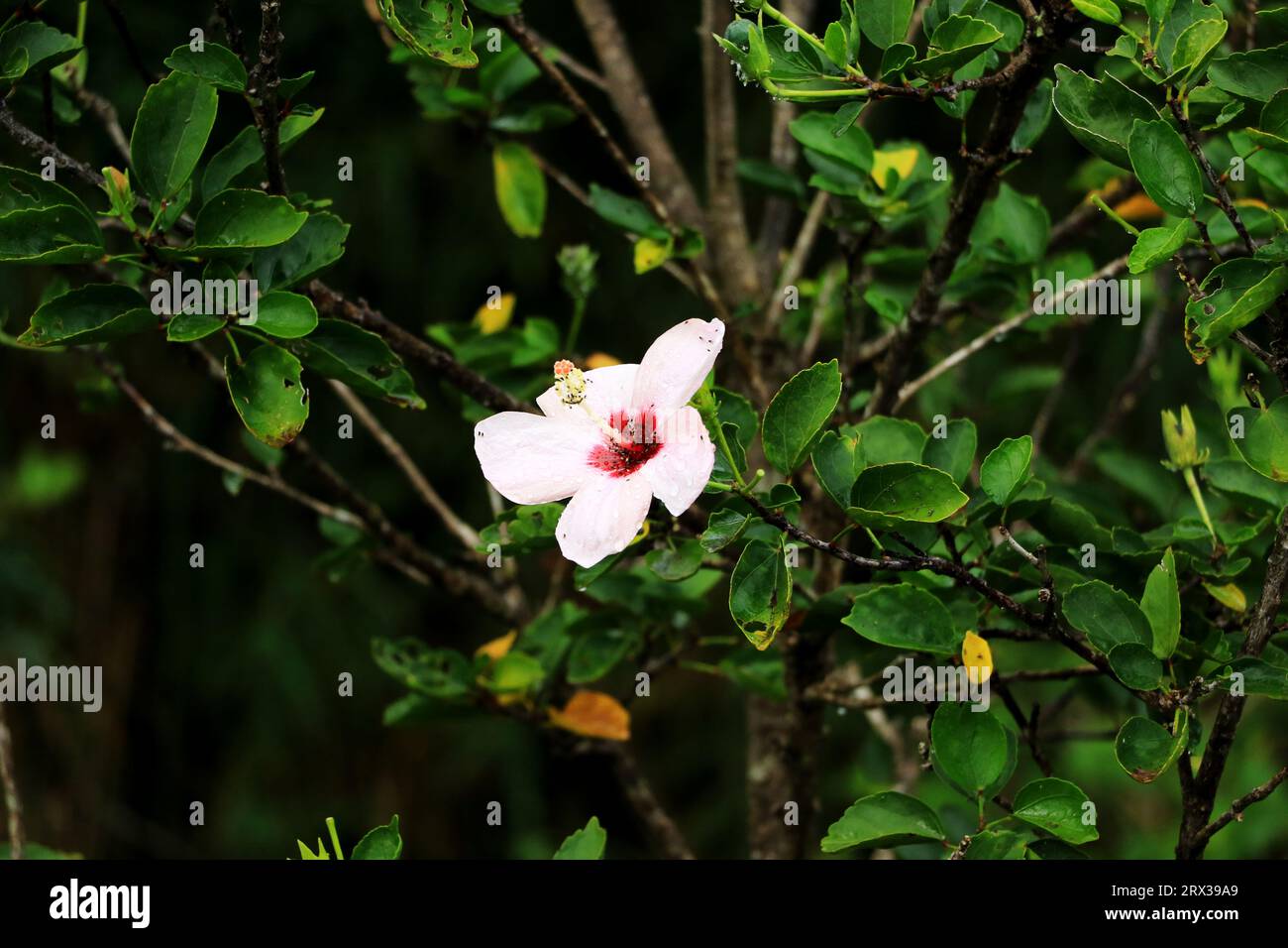 Single hibiscus flower blooming among the leaves on the branch Stock ...