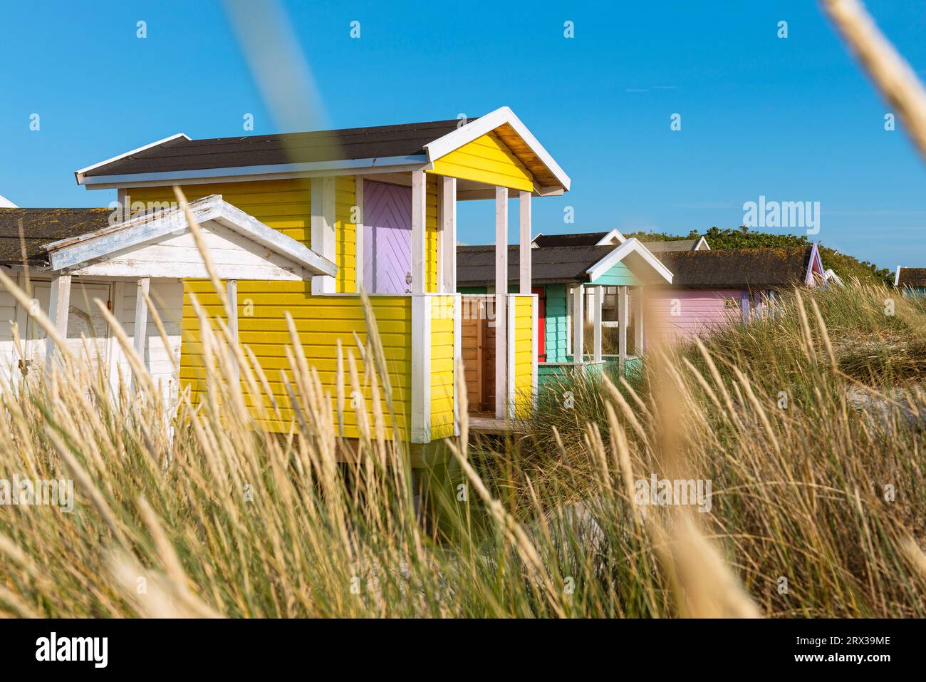Colourful, windswept wooden bathing huts in the sand dunes on the beach ...