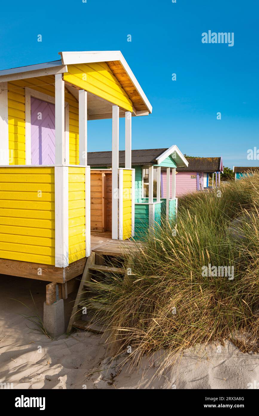 Colourful, windswept wooden bathing huts in the sand dunes on the beach ...