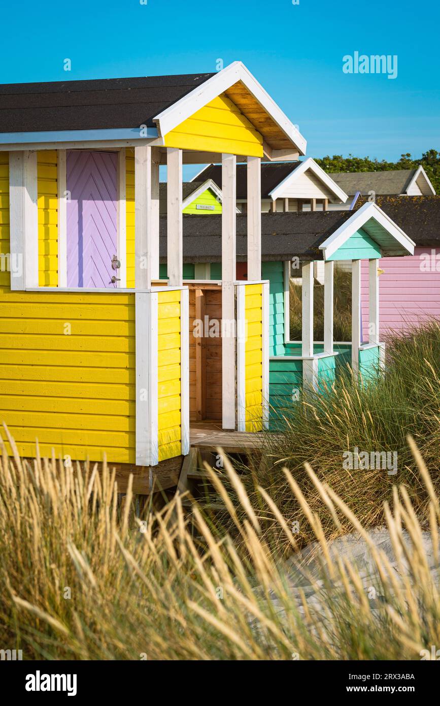 Colourful, windswept wooden bathing huts in the sand dunes on the beach ...