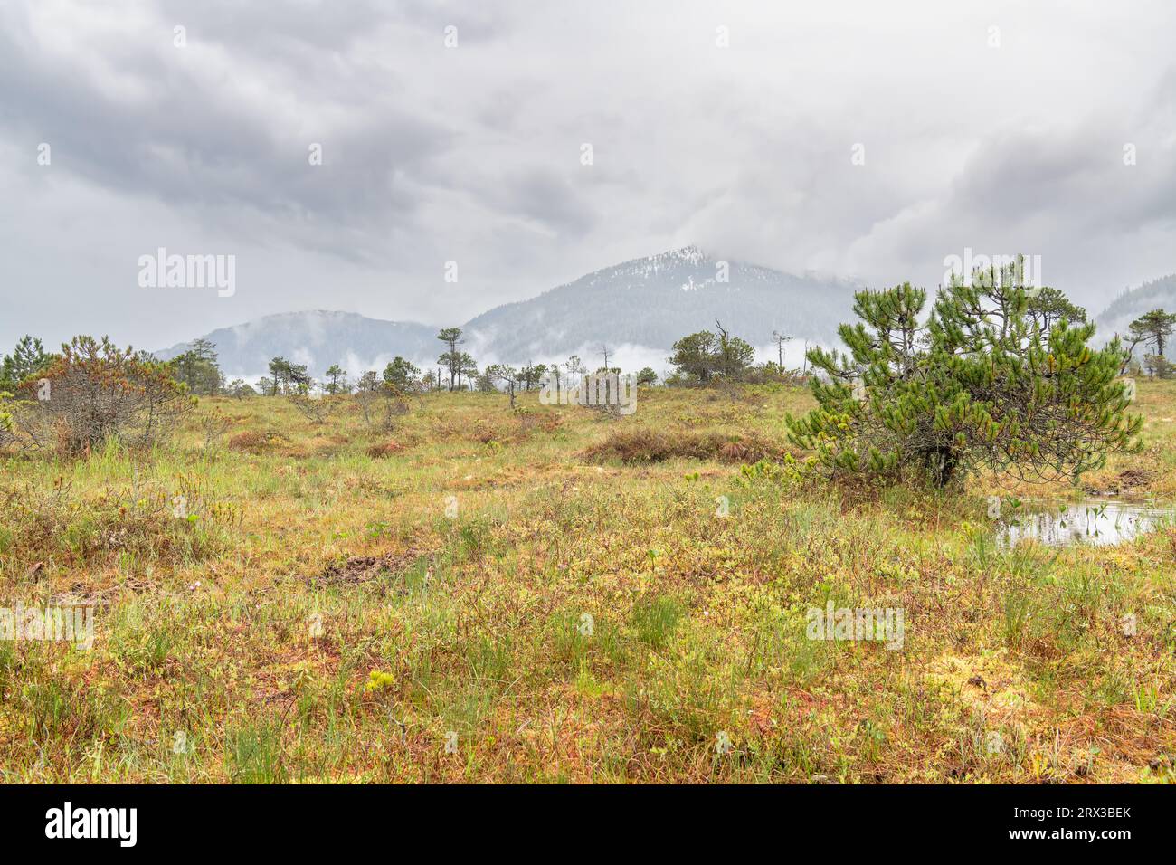 The Petersburg muskeg (Peat Bog) with clouds skirting the mountains ...