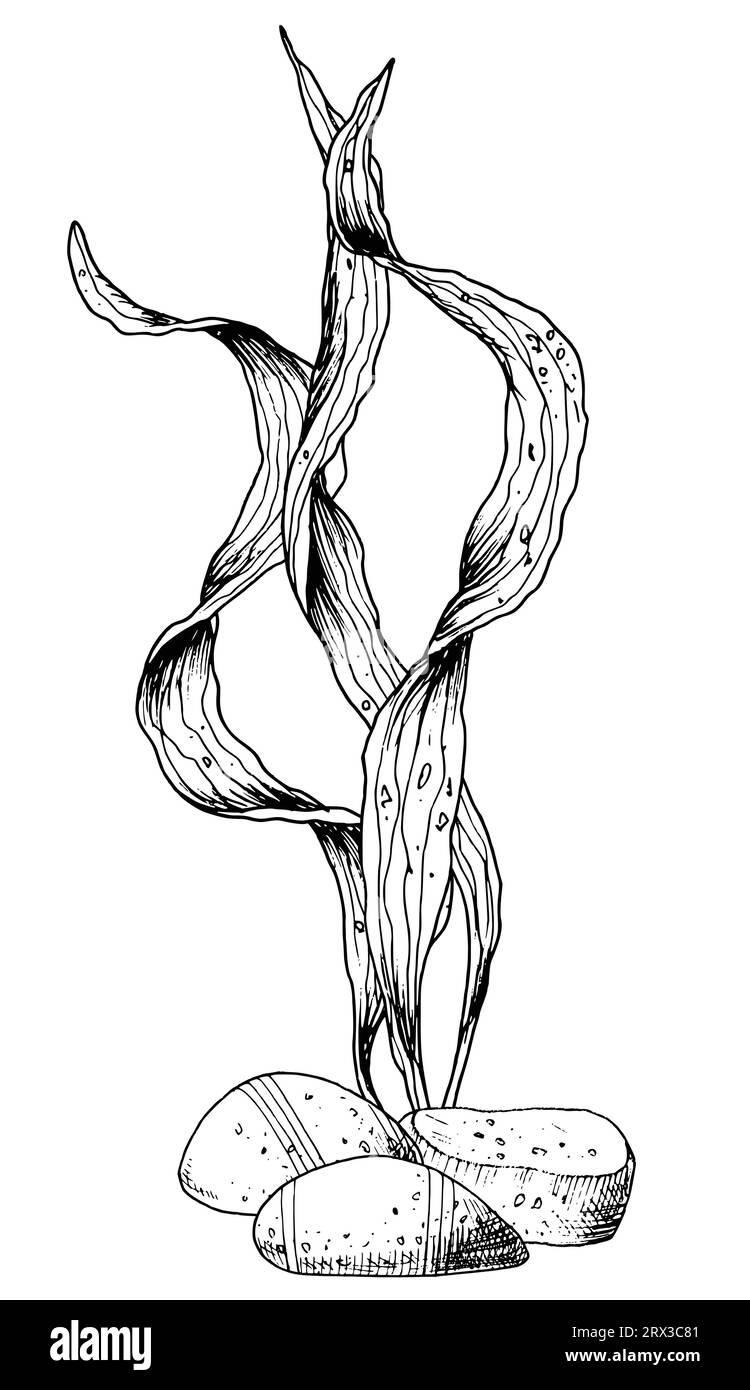Seaweeds and seabed stones. Vector illustration of algae in line art ...