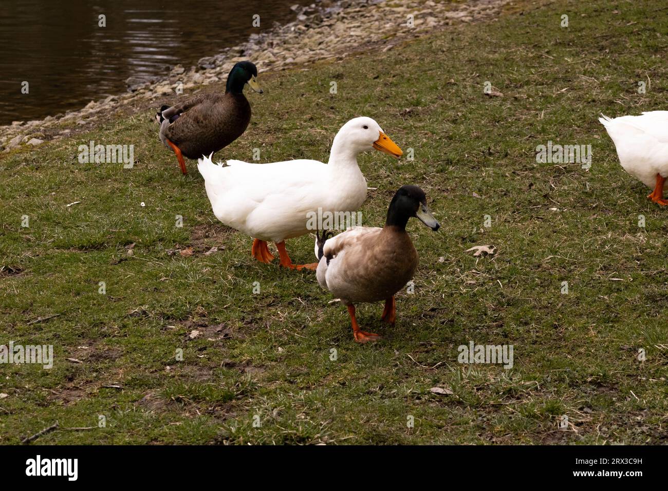 Trio of birds hi-res stock photography and images - Alamy