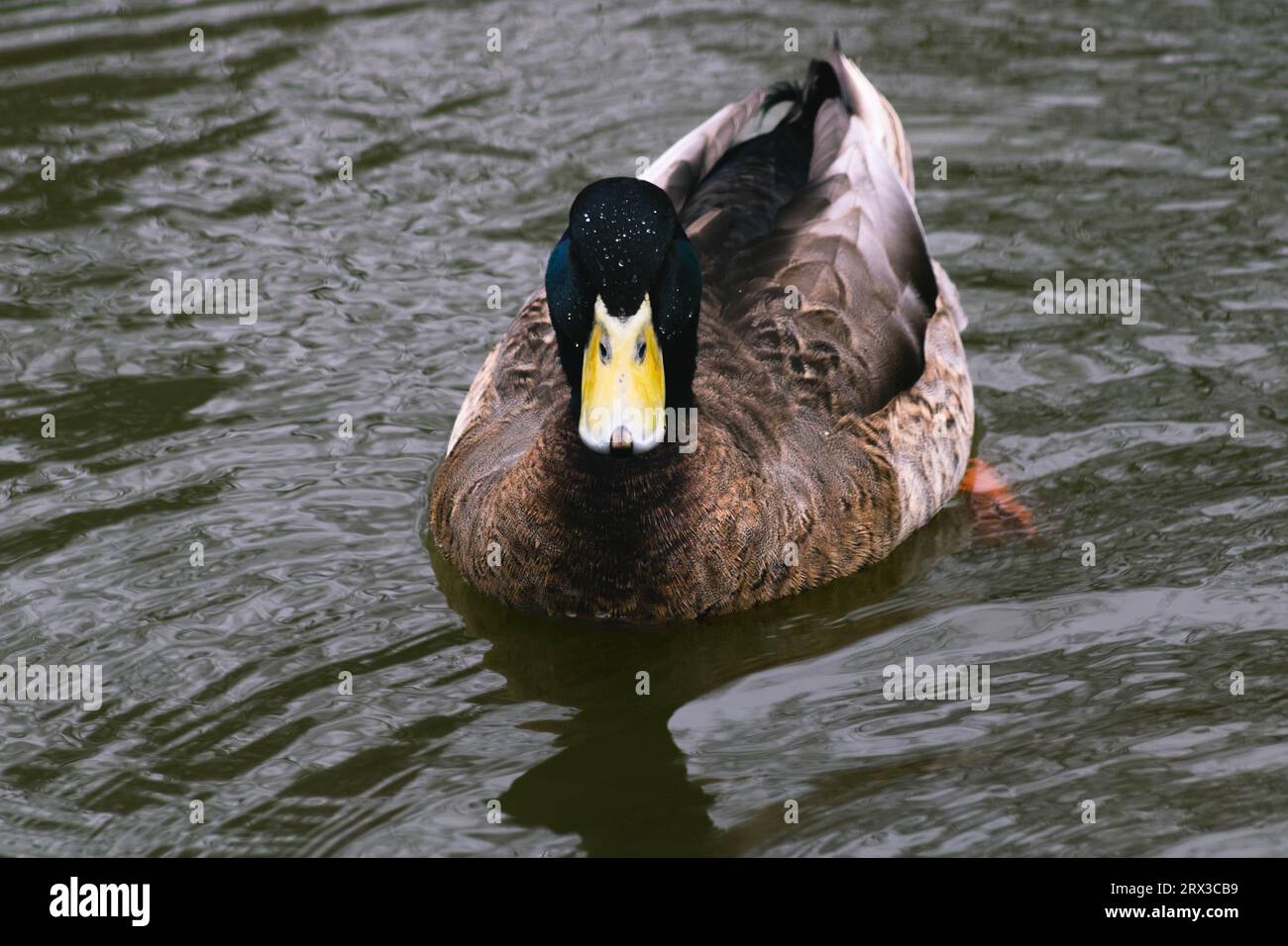Beautiful duck wading in pond hi-res stock photography and images - Alamy