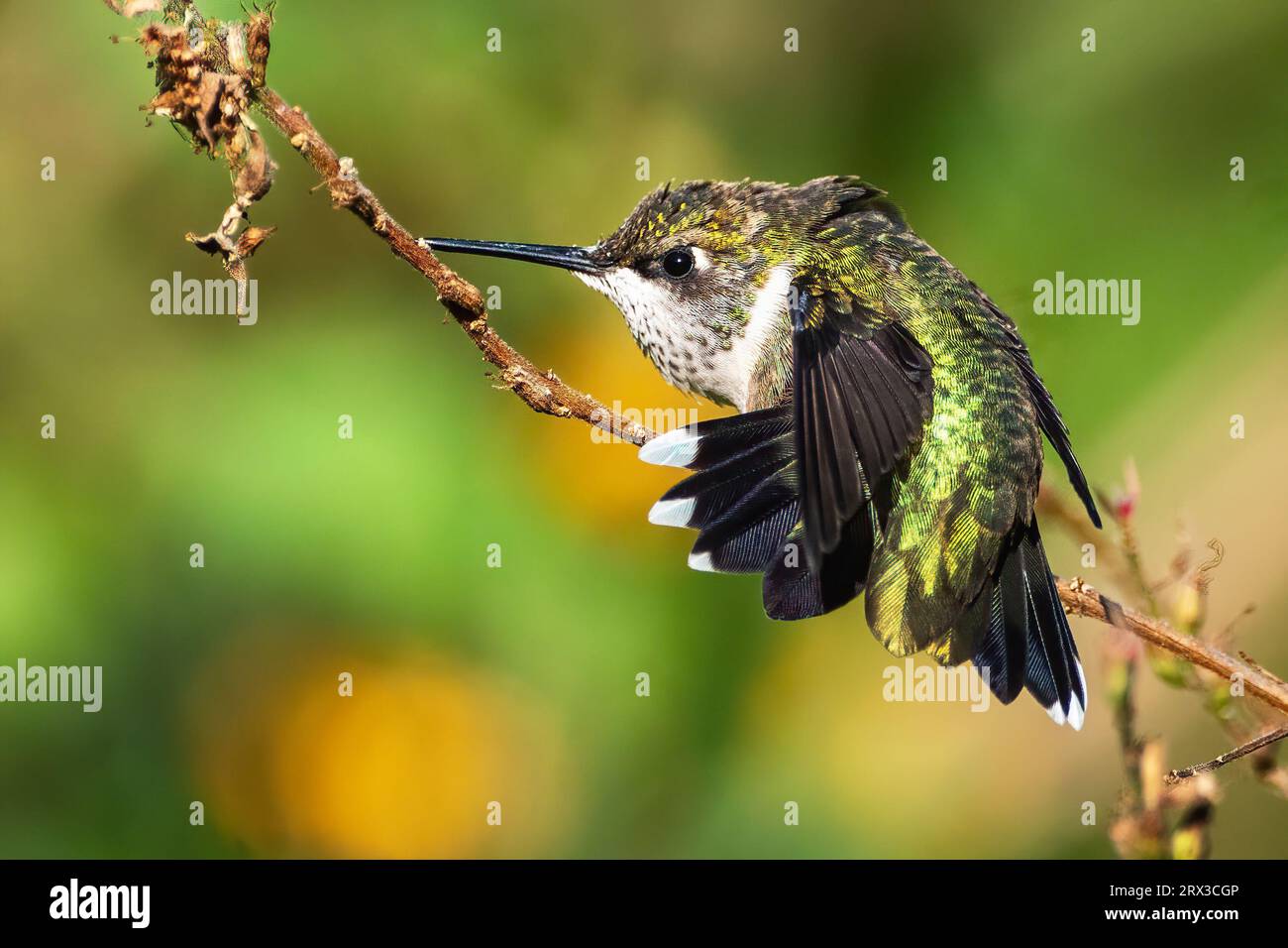 Hummingbird wing hi-res stock photography and images - Alamy