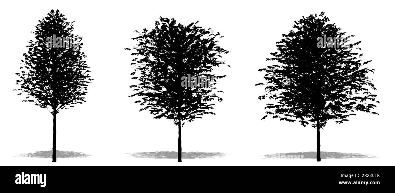 Set or collection of European Linden trees as a black silhouette on ...