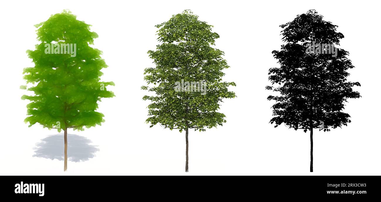 Set or collection of Field Maple trees, painted, natural and as a black ...