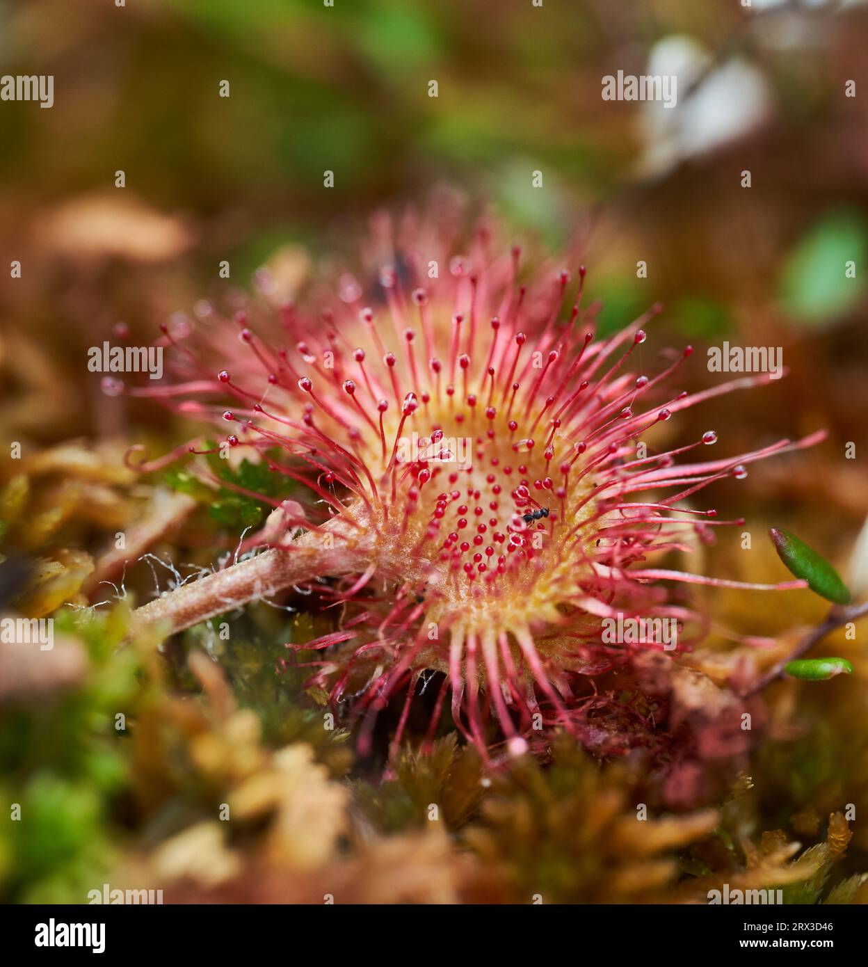 Moss swamp romania hi-res stock photography and images - Alamy