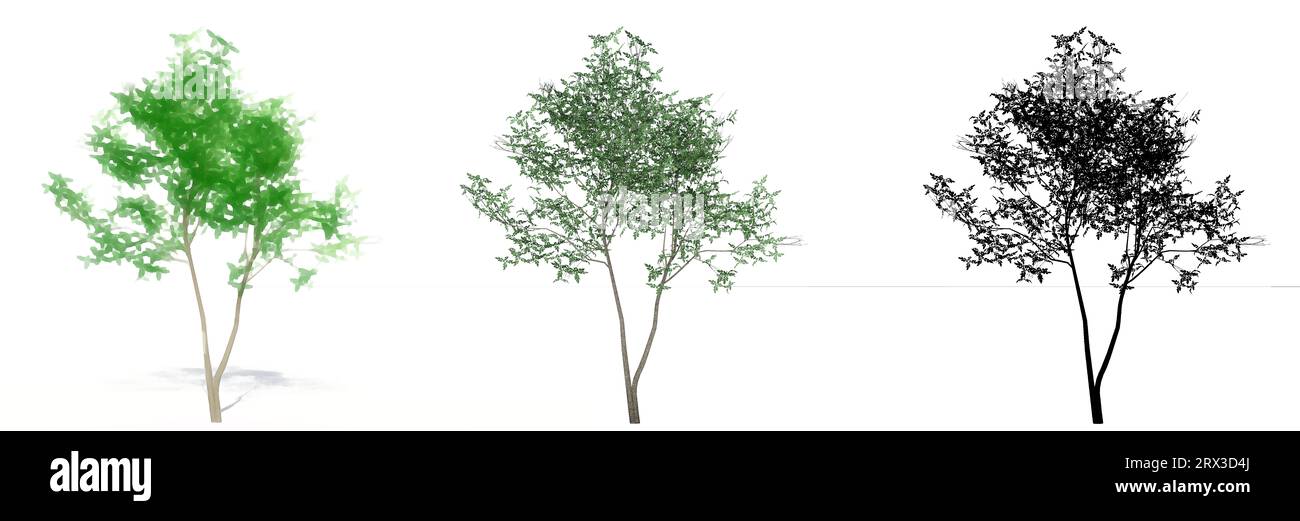 Set or collection of Green Ash trees, painted, natural and as a black ...