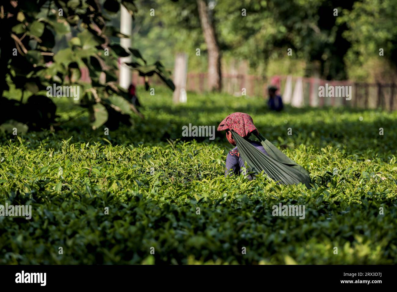 Female tea worker picking tea leaves from tea plantation. this photo ...
