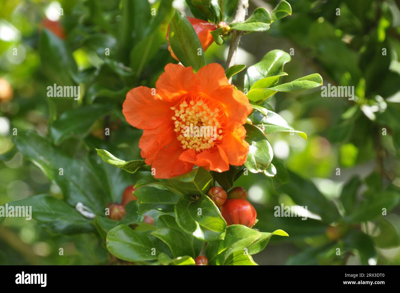 Pomegranate blossom in a garden Stock Photo - Alamy