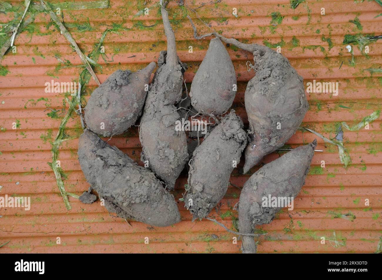 Yacon plant hi-res stock photography and images - Alamy