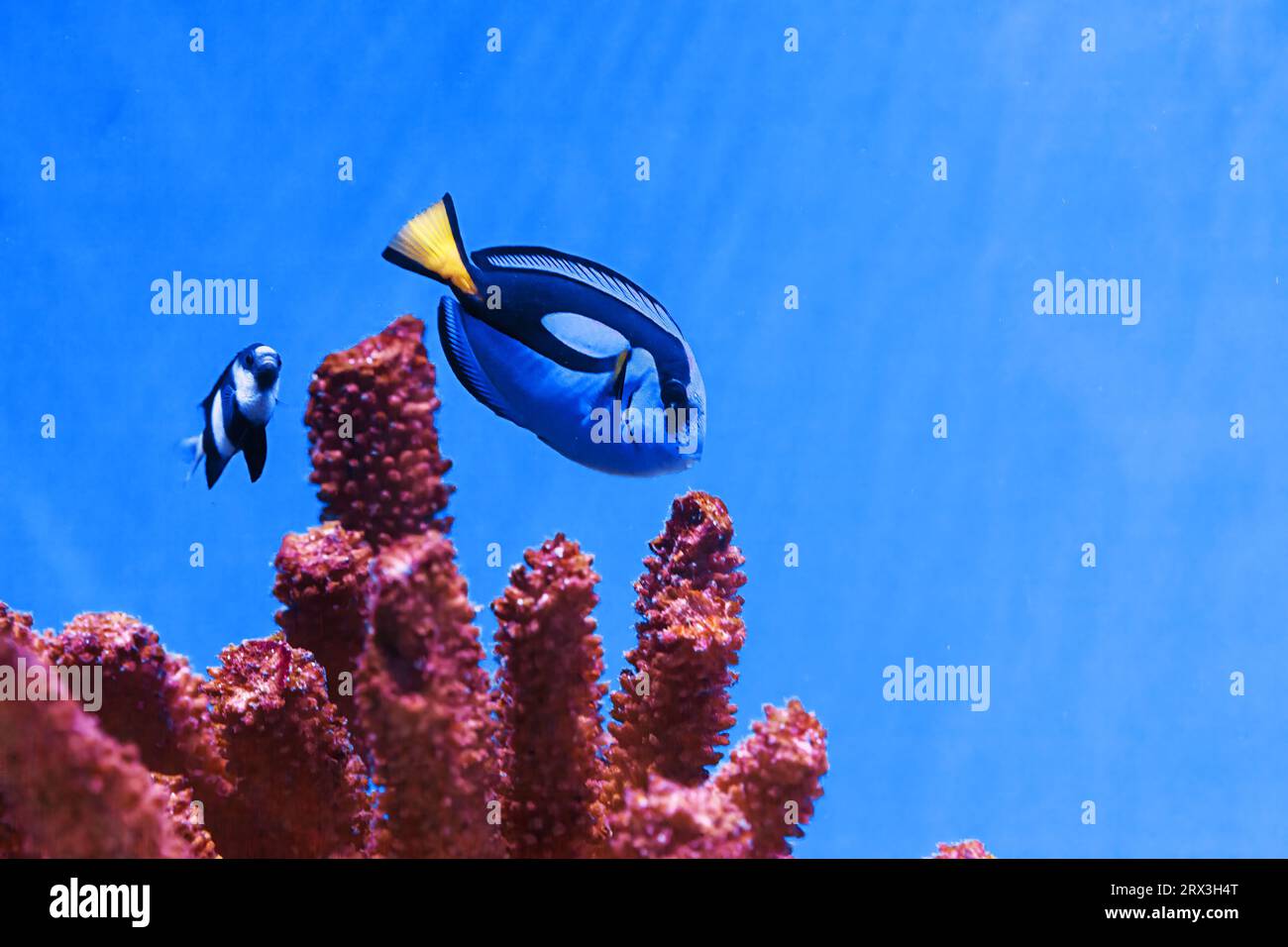 macro photography underwater paracanthurus hepatus close up Stock Photo ...