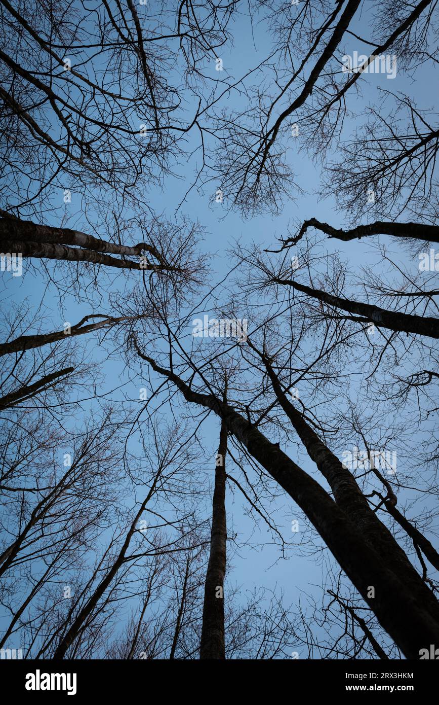 Pine tree branch from below silhouette hi-res stock photography and ...
