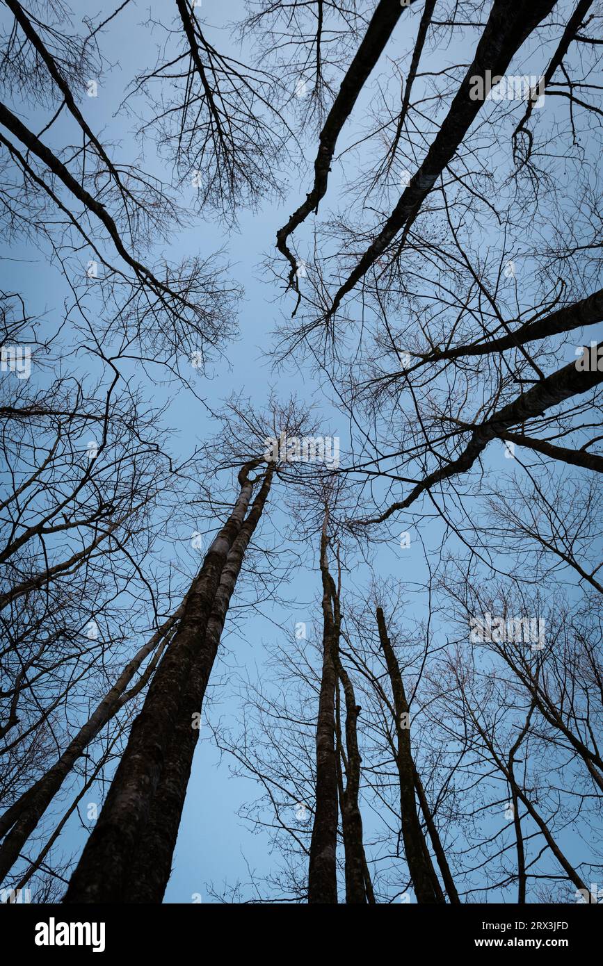 trees seen from below Stock Photo - Alamy