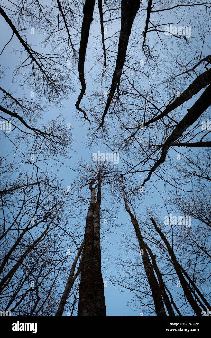 Pine tree branch from below silhouette hi-res stock photography and ...